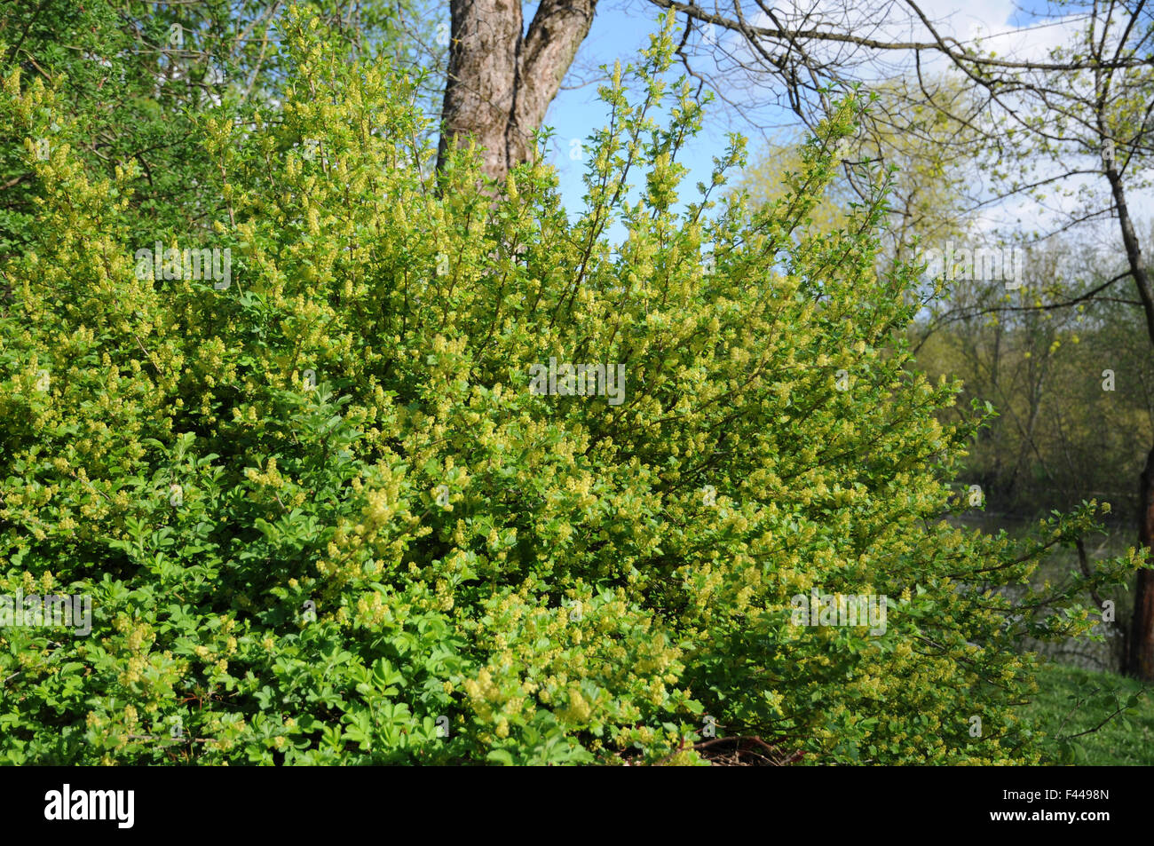 Alpenjohannisbeere hi-res stock photography and images - Alamy