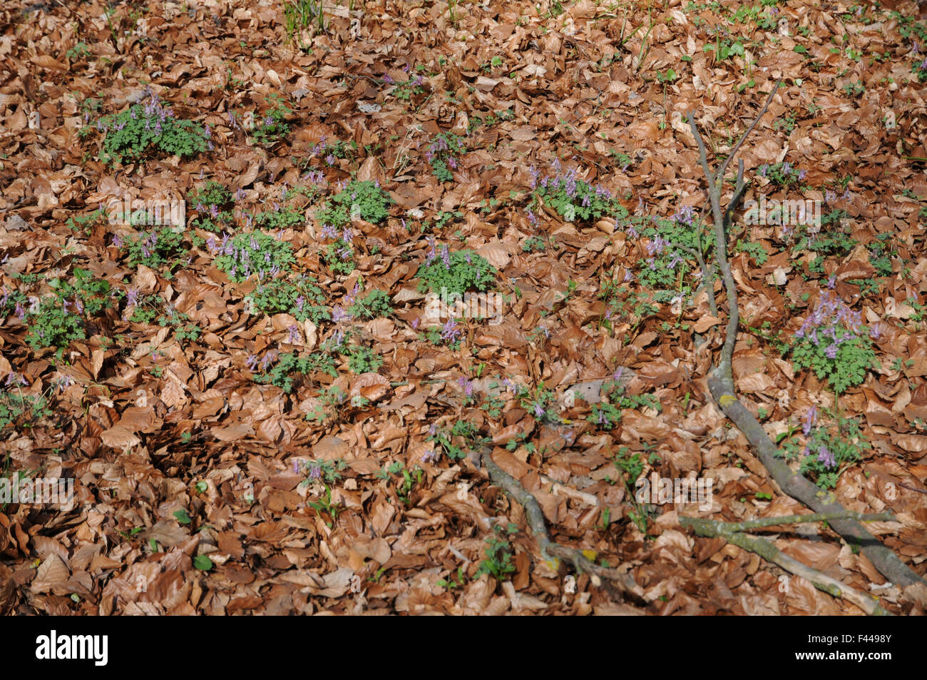 Hollowroots hi-res stock photography and images - Alamy