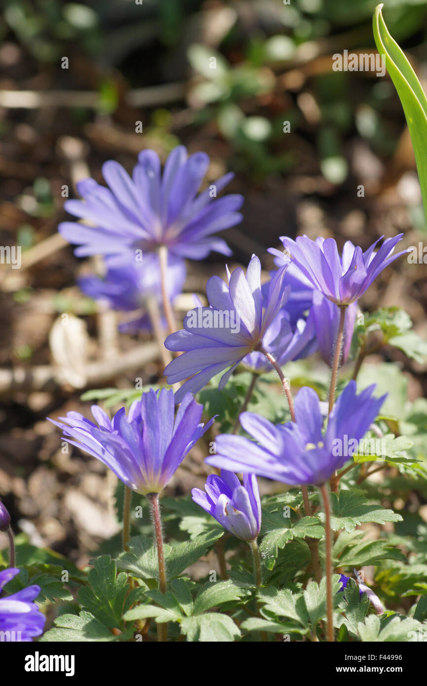 Greek windflowers hi-res stock photography and images - Alamy
