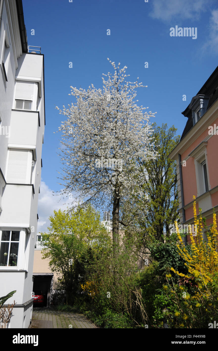 Sweet cherry tree Stock Photo - Alamy