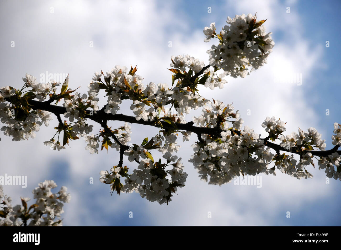 Sweet cherry tree Stock Photo - Alamy