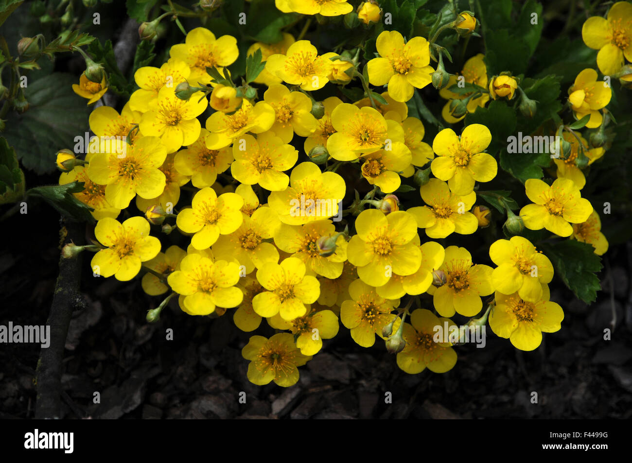 Waldsteinia ternata hi-res stock photography and images - Alamy