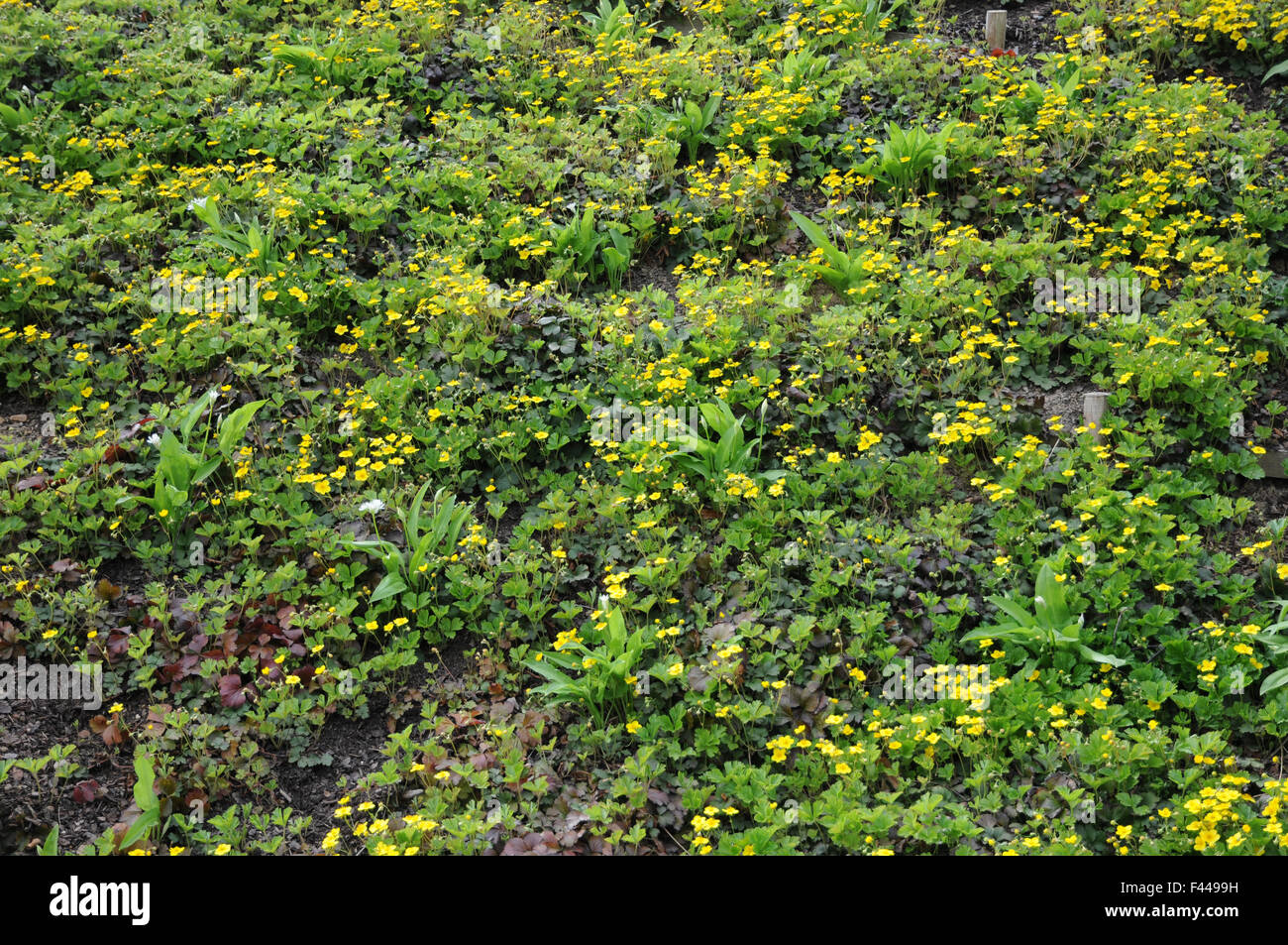 Waldsteinia ternata hi-res stock photography and images - Alamy