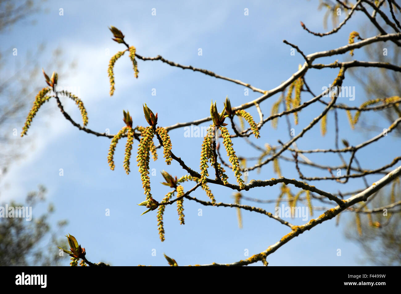 Poplar blossom hi-res stock photography and images - Alamy