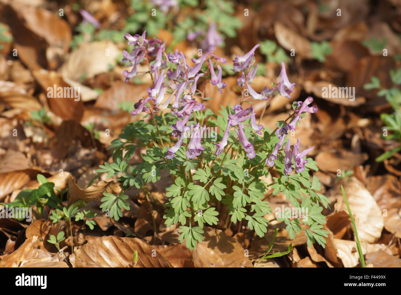 Hollowroots hi-res stock photography and images - Alamy