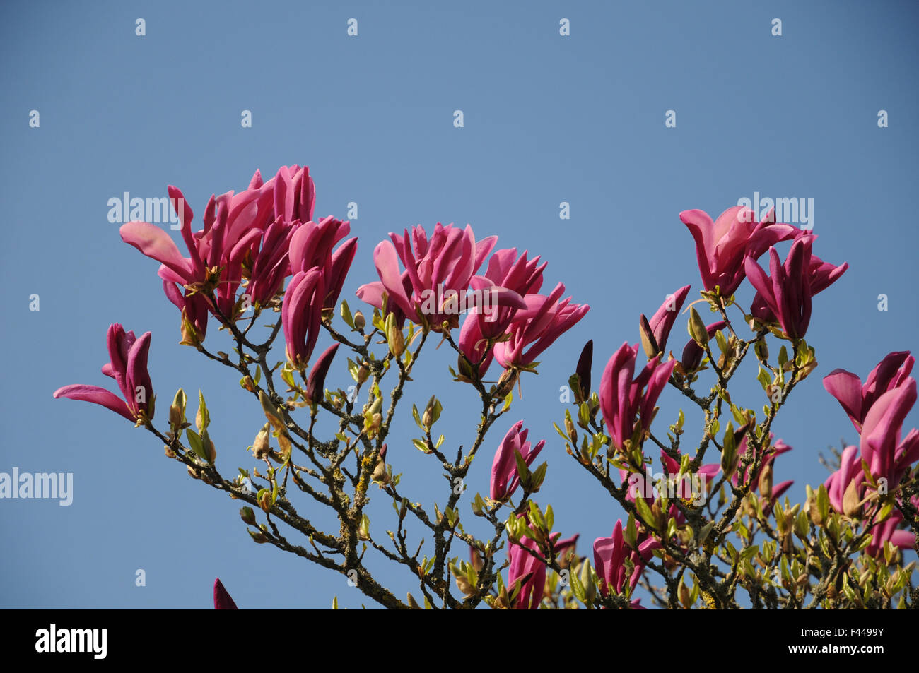 Purple magnolia Stock Photo - Alamy