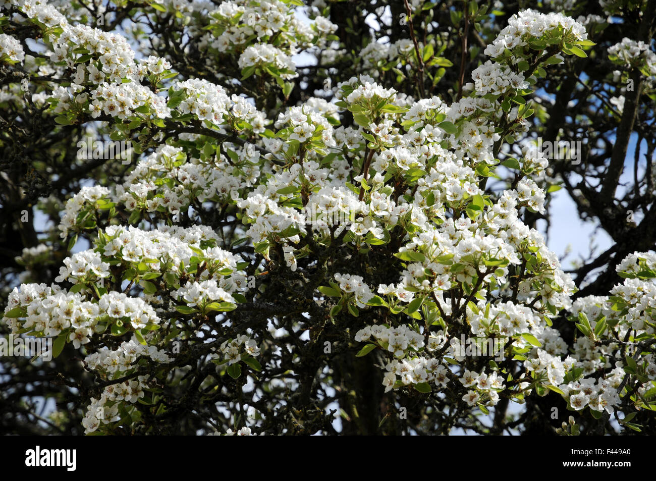 Pear_tree hi-res stock photography and images - Alamy
