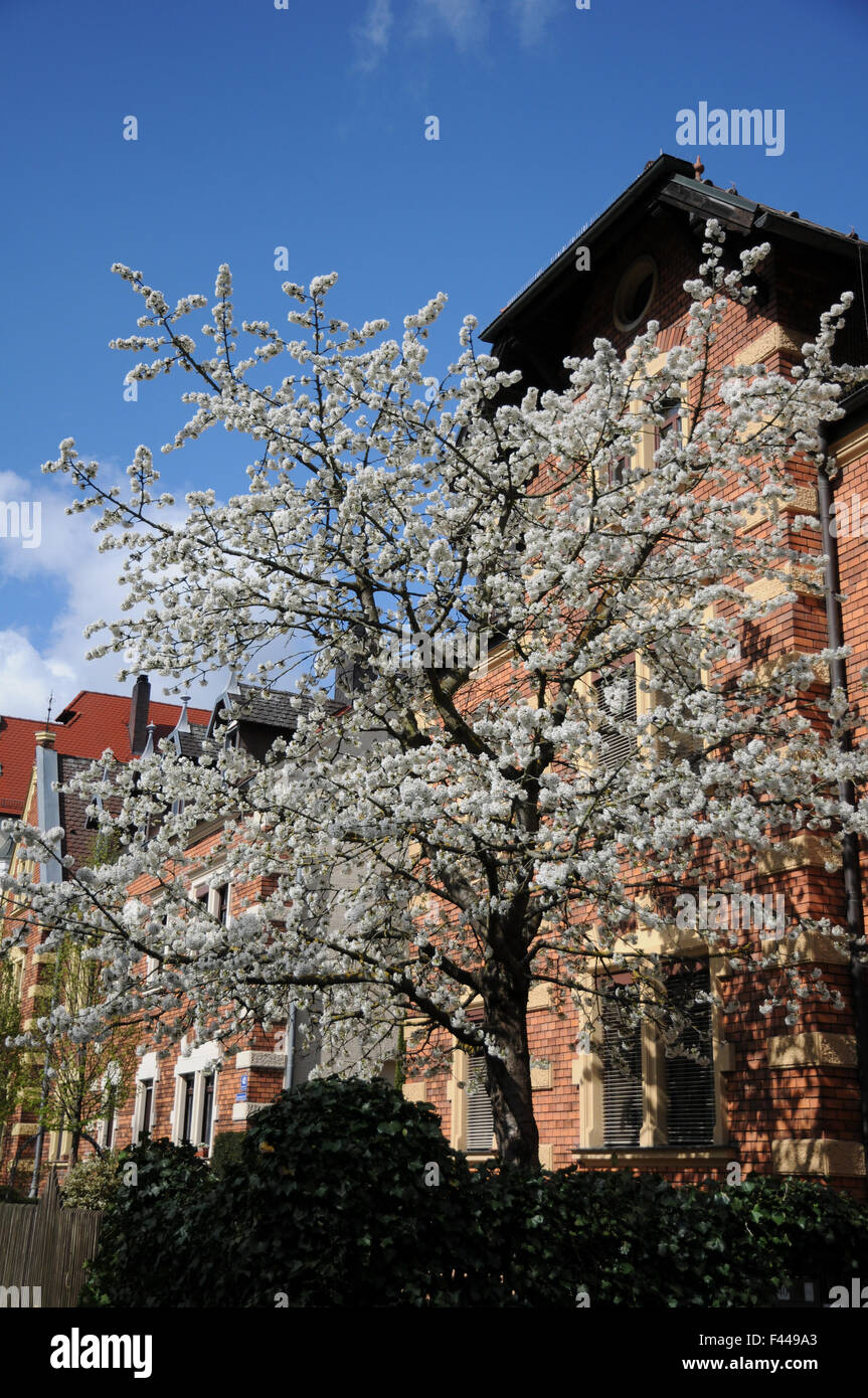 Sweet cherry tree Stock Photo - Alamy