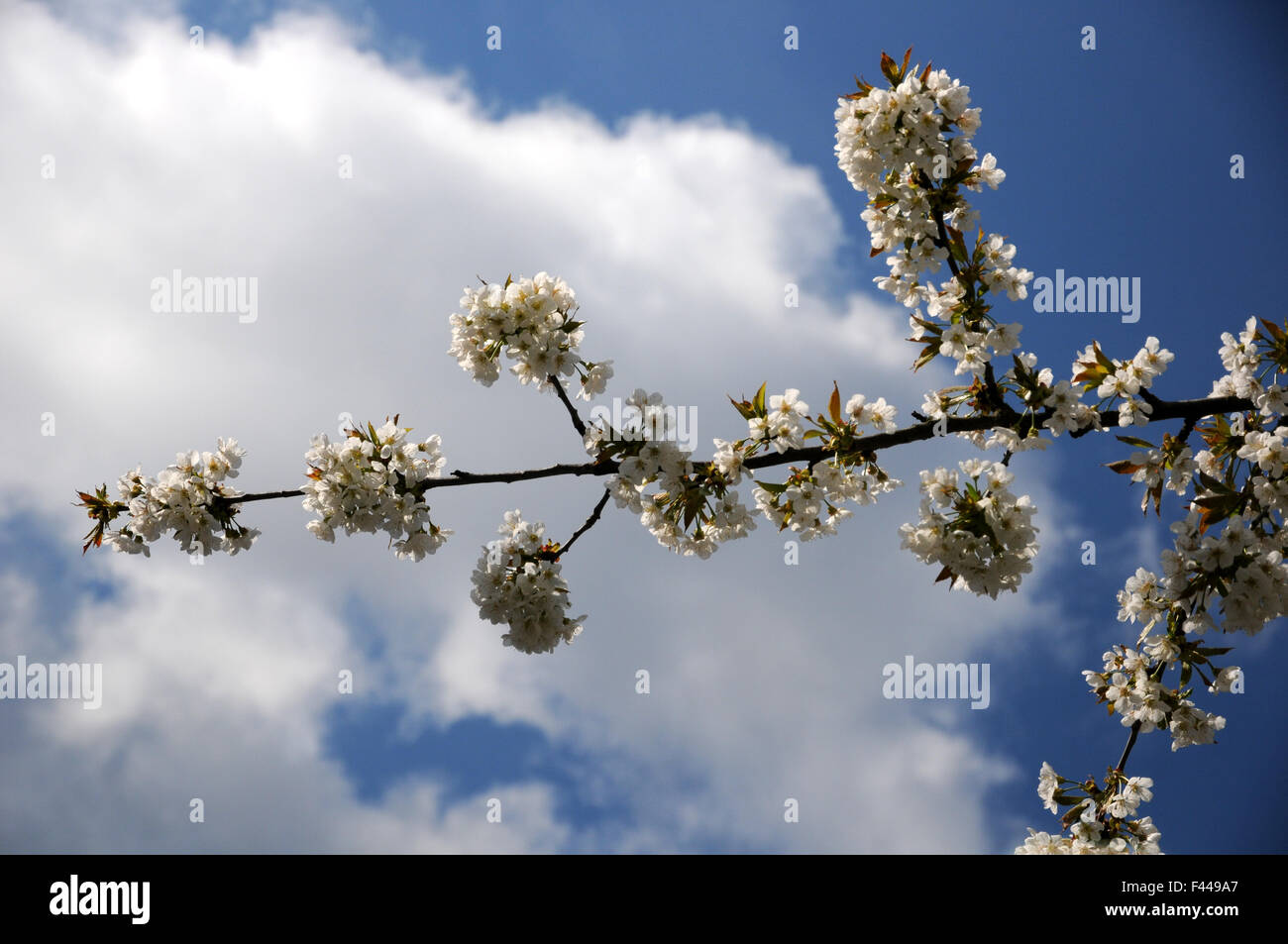 Sweet cherry tree Stock Photo - Alamy