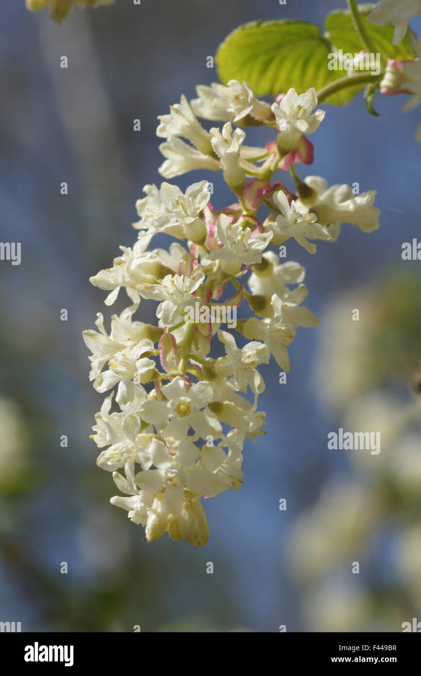 White flowering currant Stock Photo - Alamy