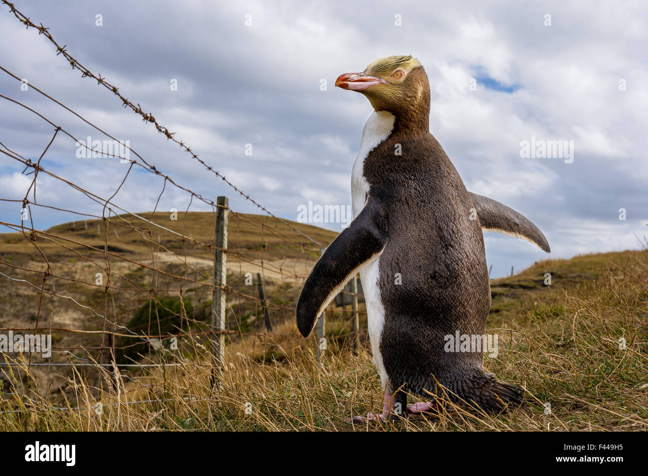 Trapped penguin hi-res stock photography and images - Alamy