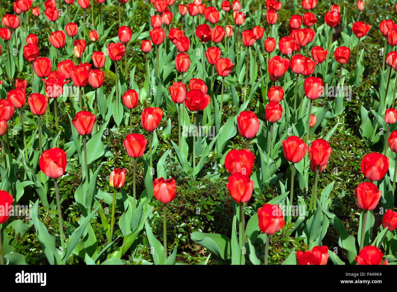 Flowers - nature background Stock Photo - Alamy