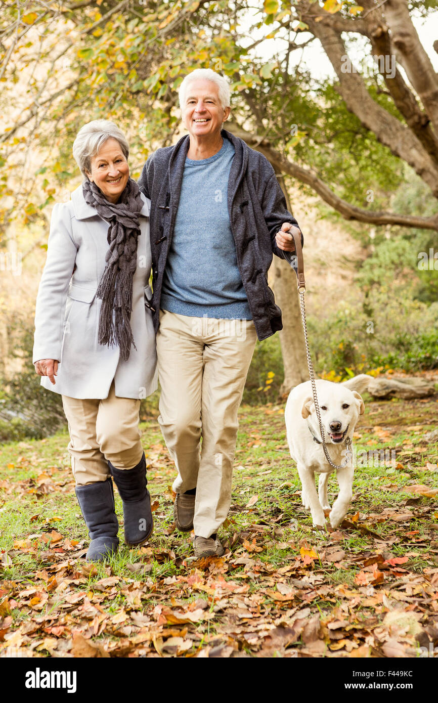 Man walking yellow labrador dog hi-res stock photography and images - Alamy