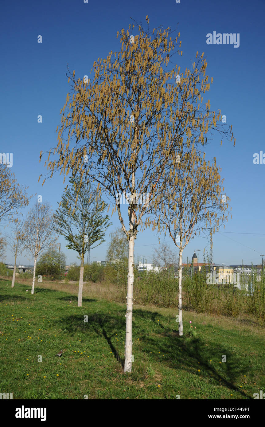 Himalayan birch tree catkins hi-res stock photography and images - Alamy
