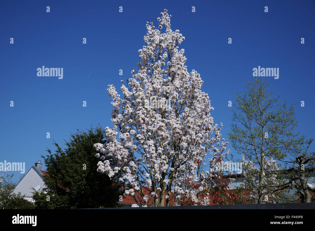 Fastigiate flowering cherry Stock Photo - Alamy