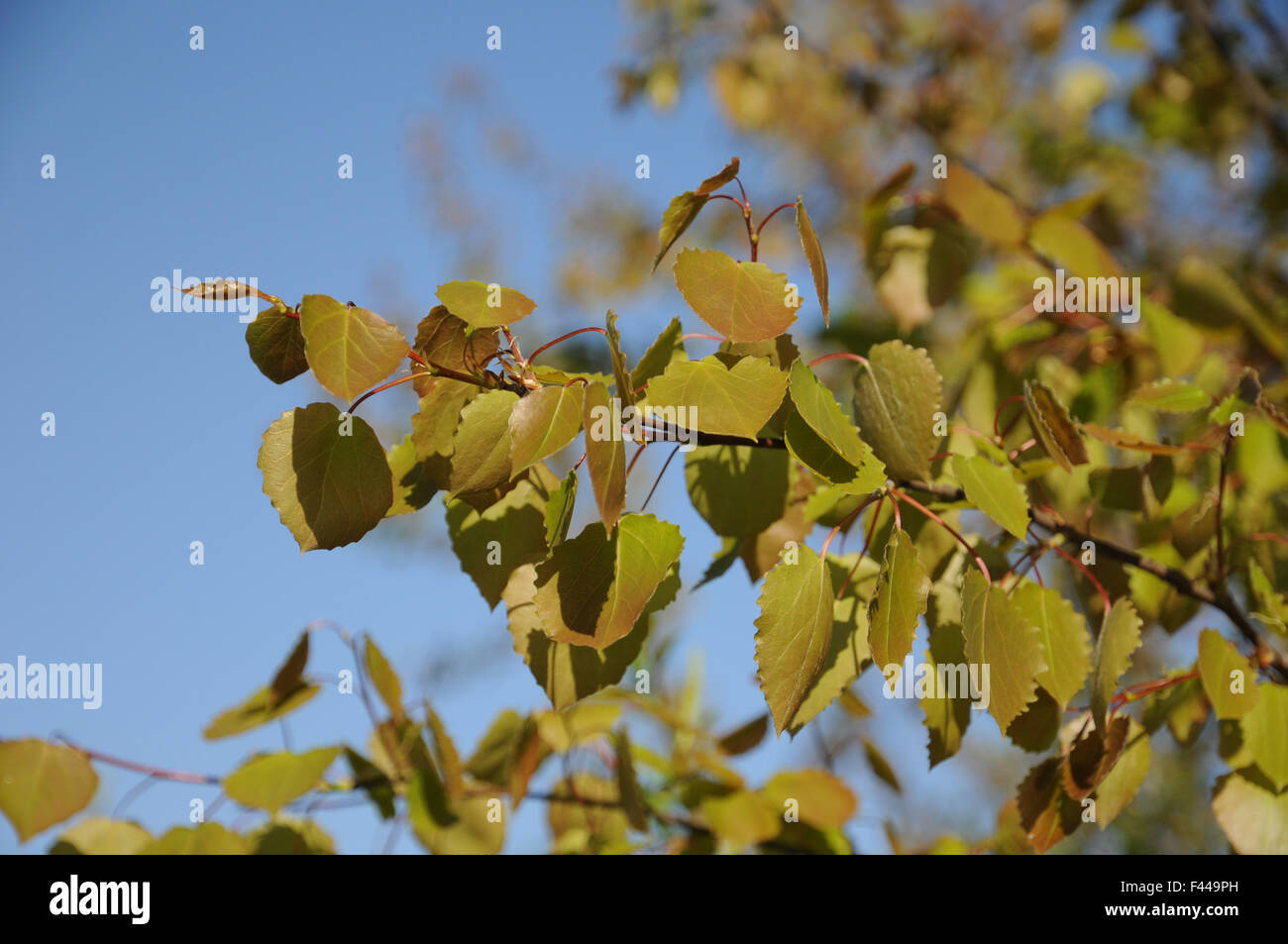 Aspen baum blatt hi-res stock photography and images - Alamy