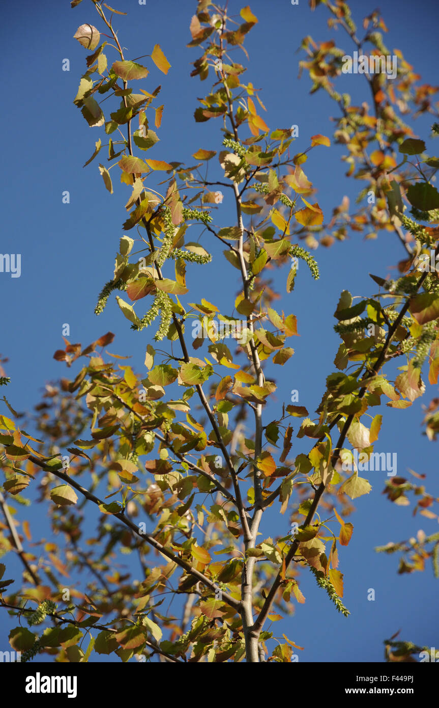 Aspen baum blatt hi-res stock photography and images - Alamy