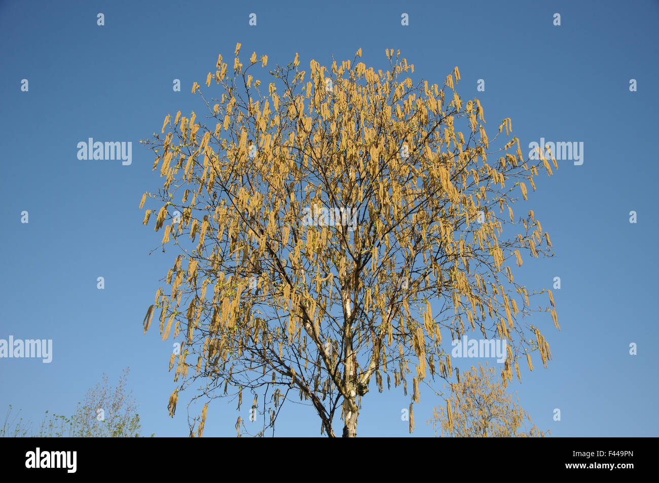 Himalayan birch tree catkins hi-res stock photography and images - Alamy
