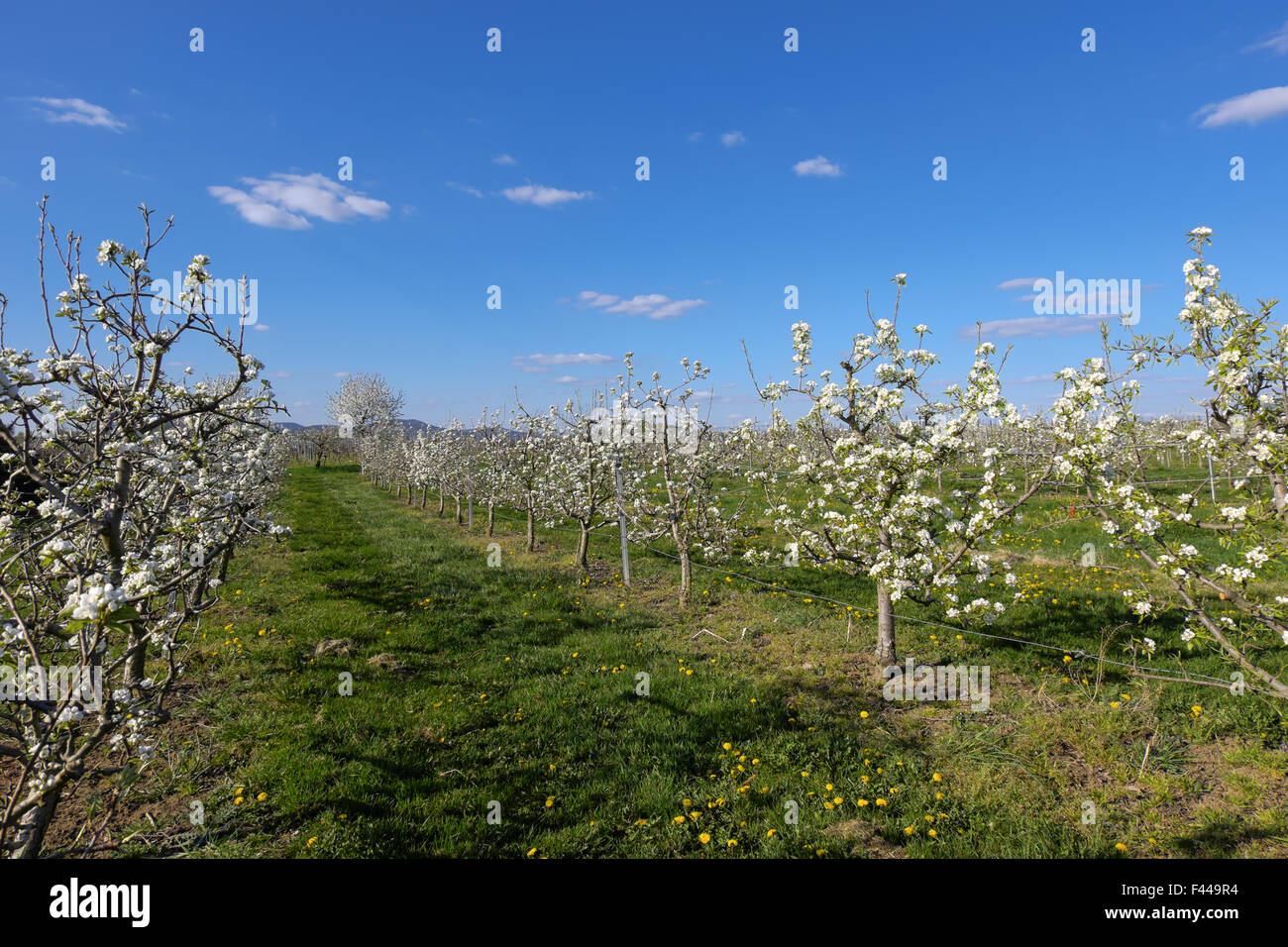Fruit tree plantation Stock Photo - Alamy