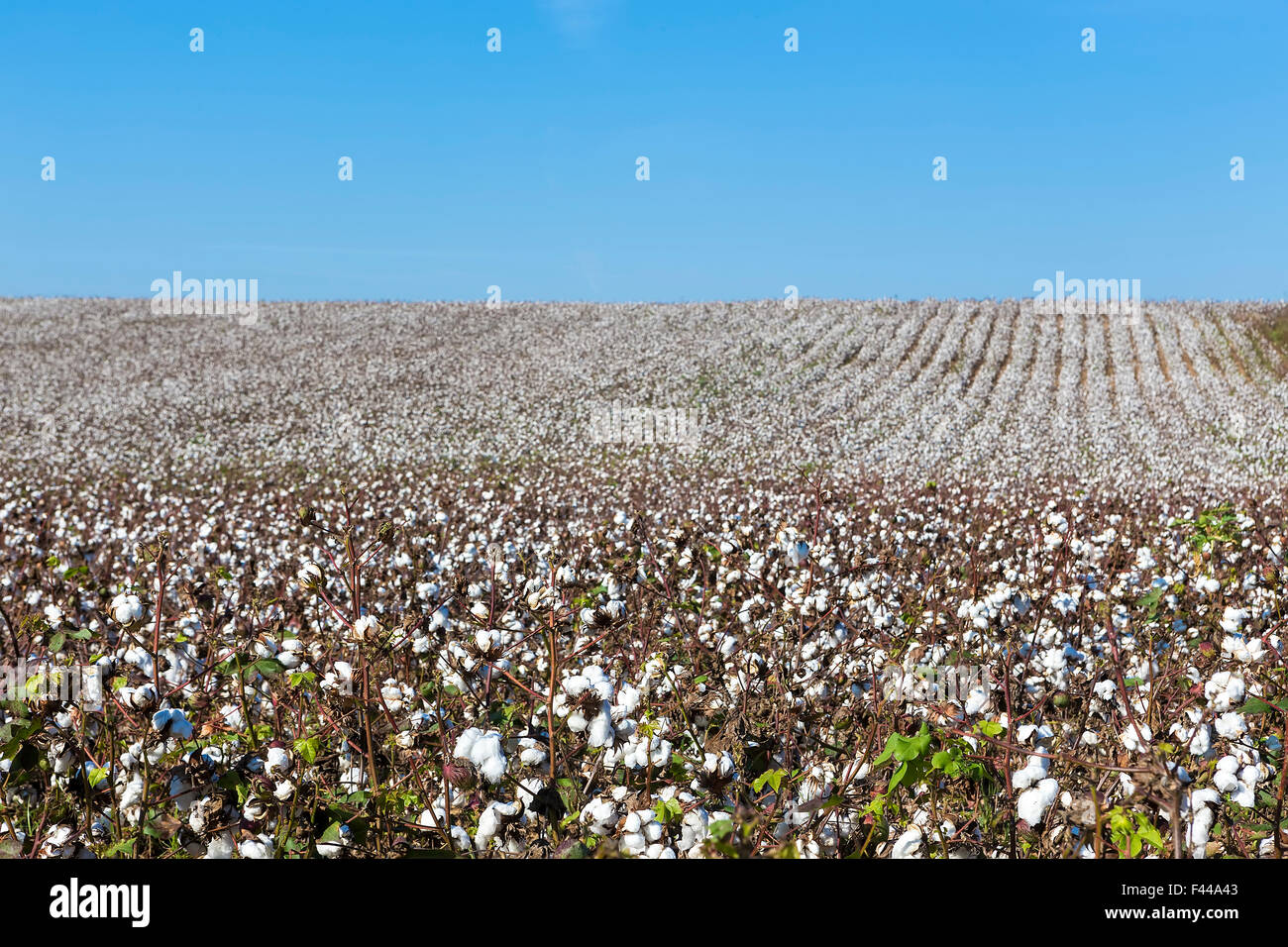 Cotton fields white with ripe cotton ready for harvesting Stock Photo ...