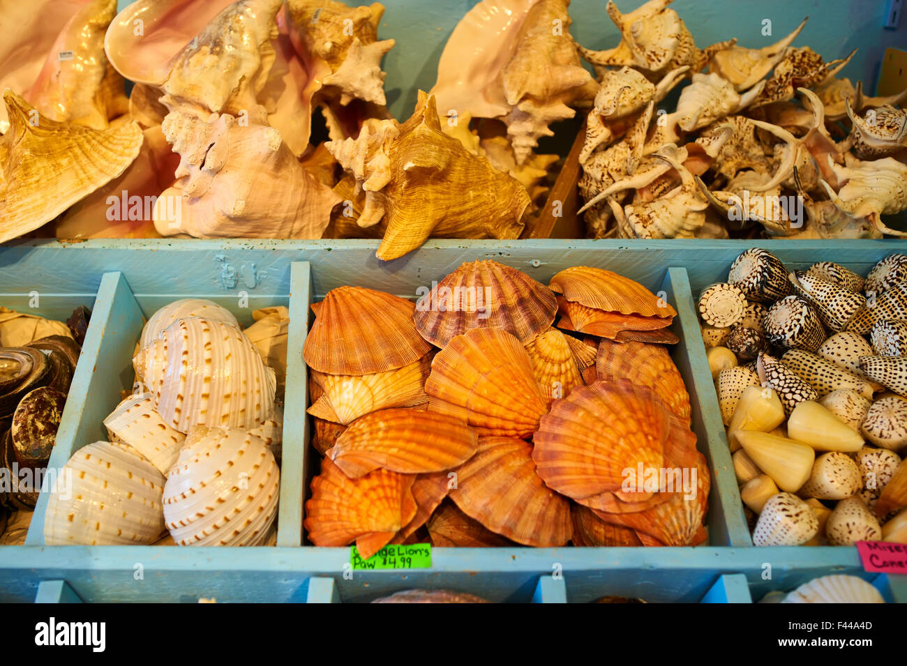 Sea shells for sale in a souvenir shop Stock Photo - Alamy