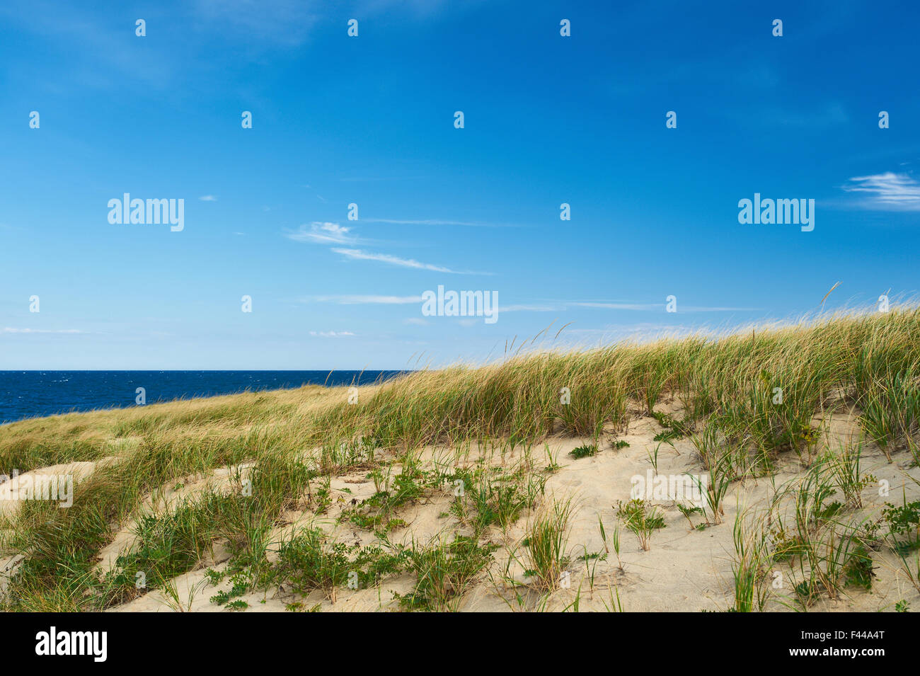 Landscape with sand dunes at Cape Cod Stock Photo - Alamy