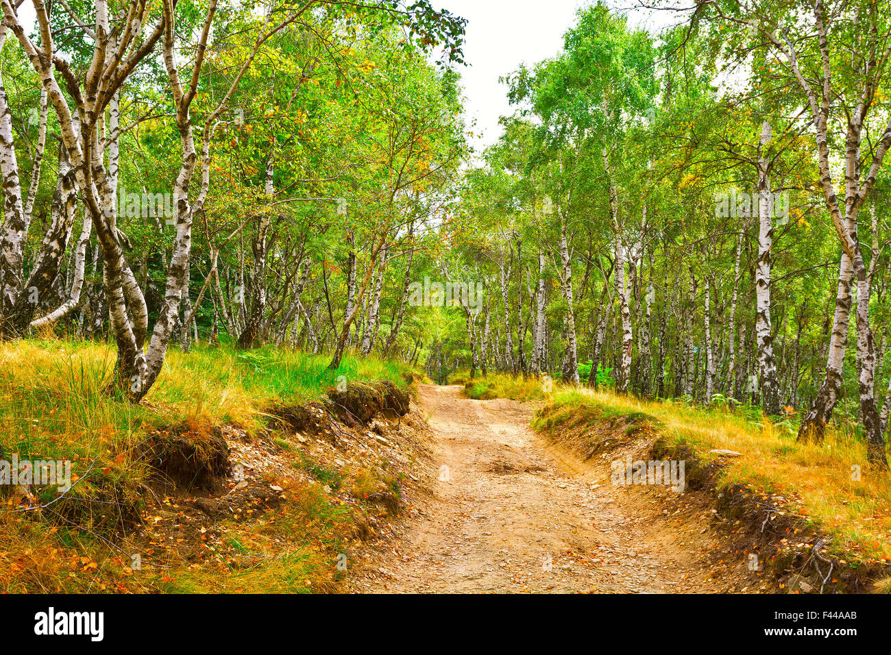 Deciduous forest ground hi-res stock photography and images - Alamy
