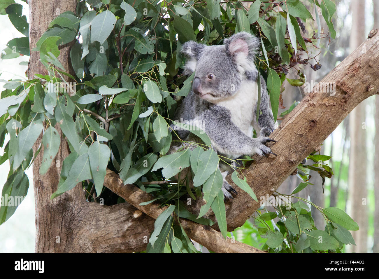 Tree for wildlife hi-res stock photography and images - Alamy