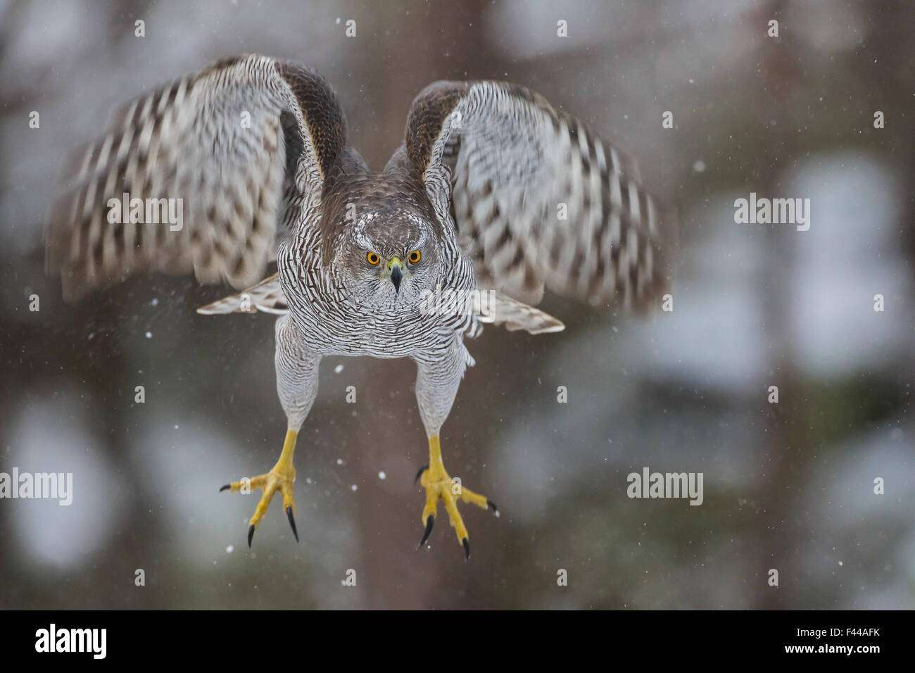 Female goshawk (Accipiter gentilis) in flight, just after taking off ...