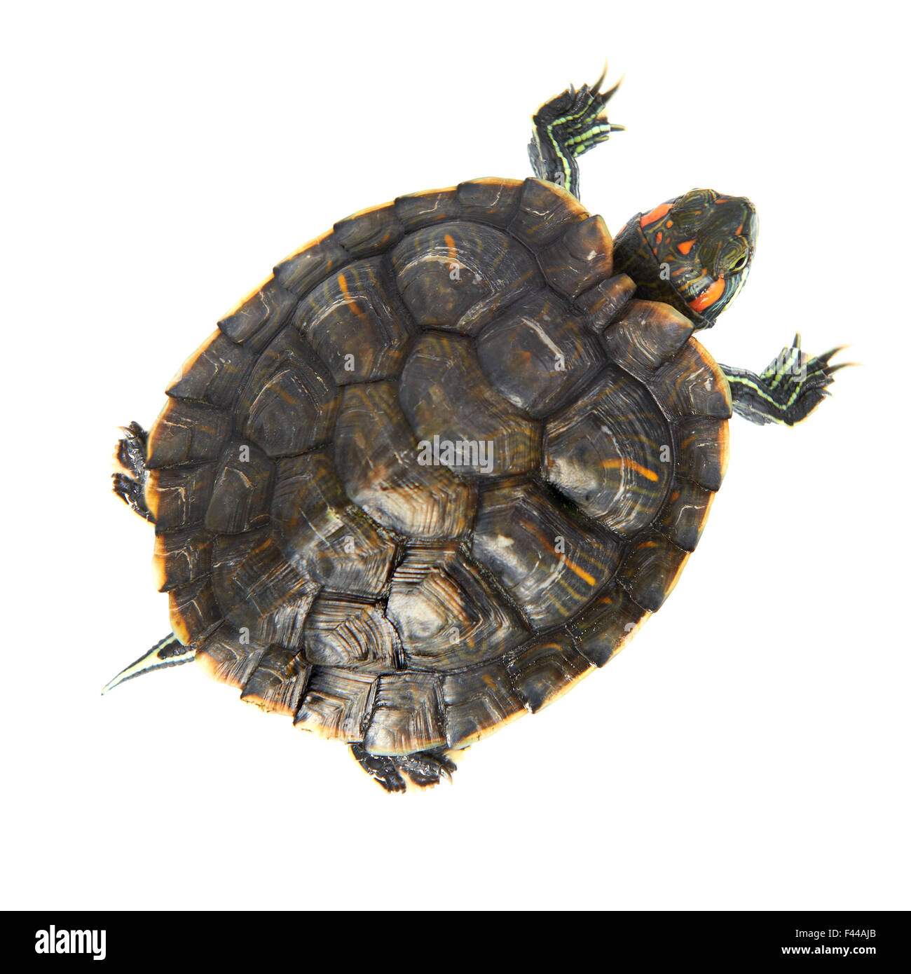 Red ear turtle Stock Photo - Alamy
