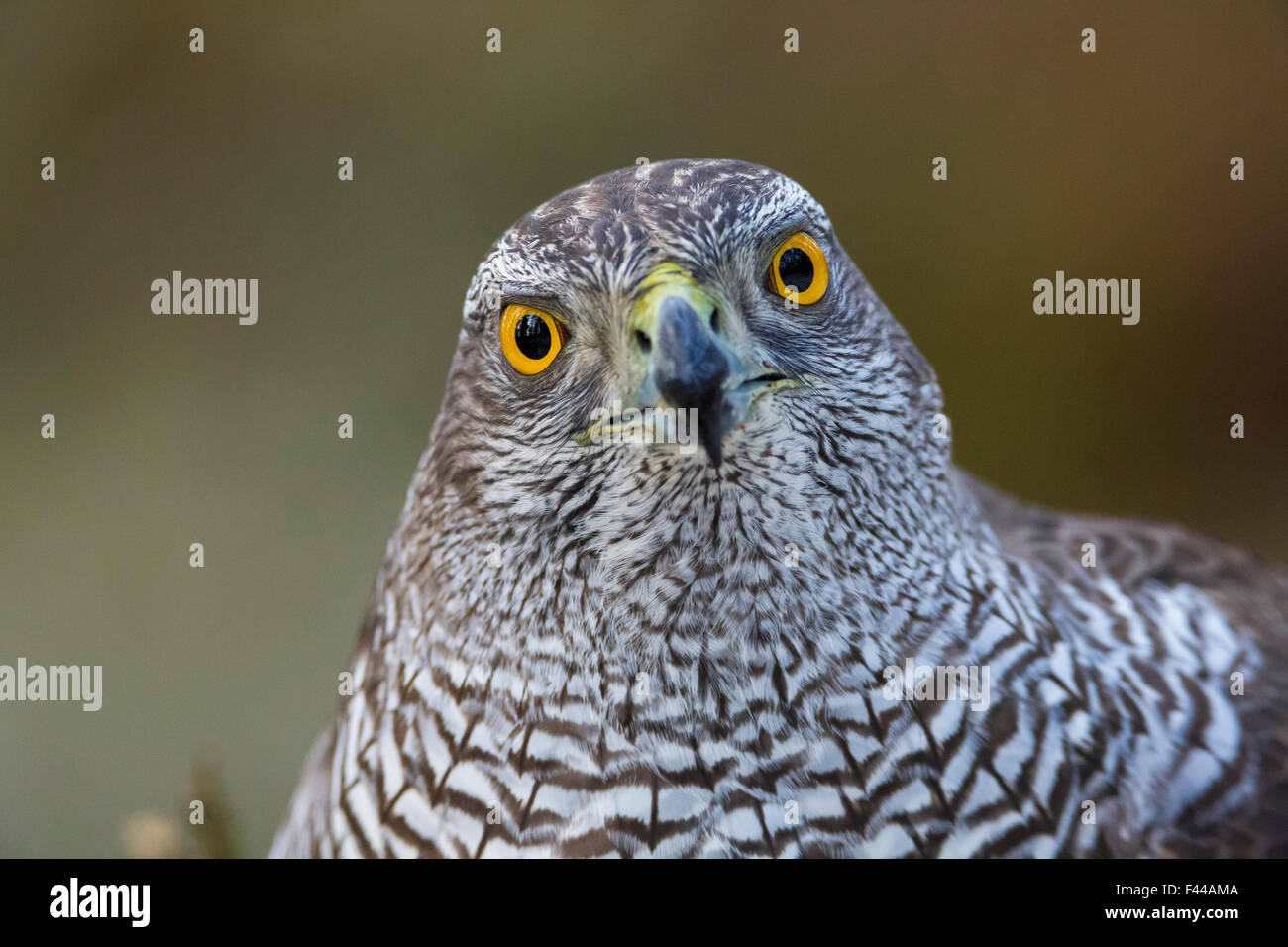 Female goshawk (Accipiter gentilis) portrait. Southern Norway, January ...