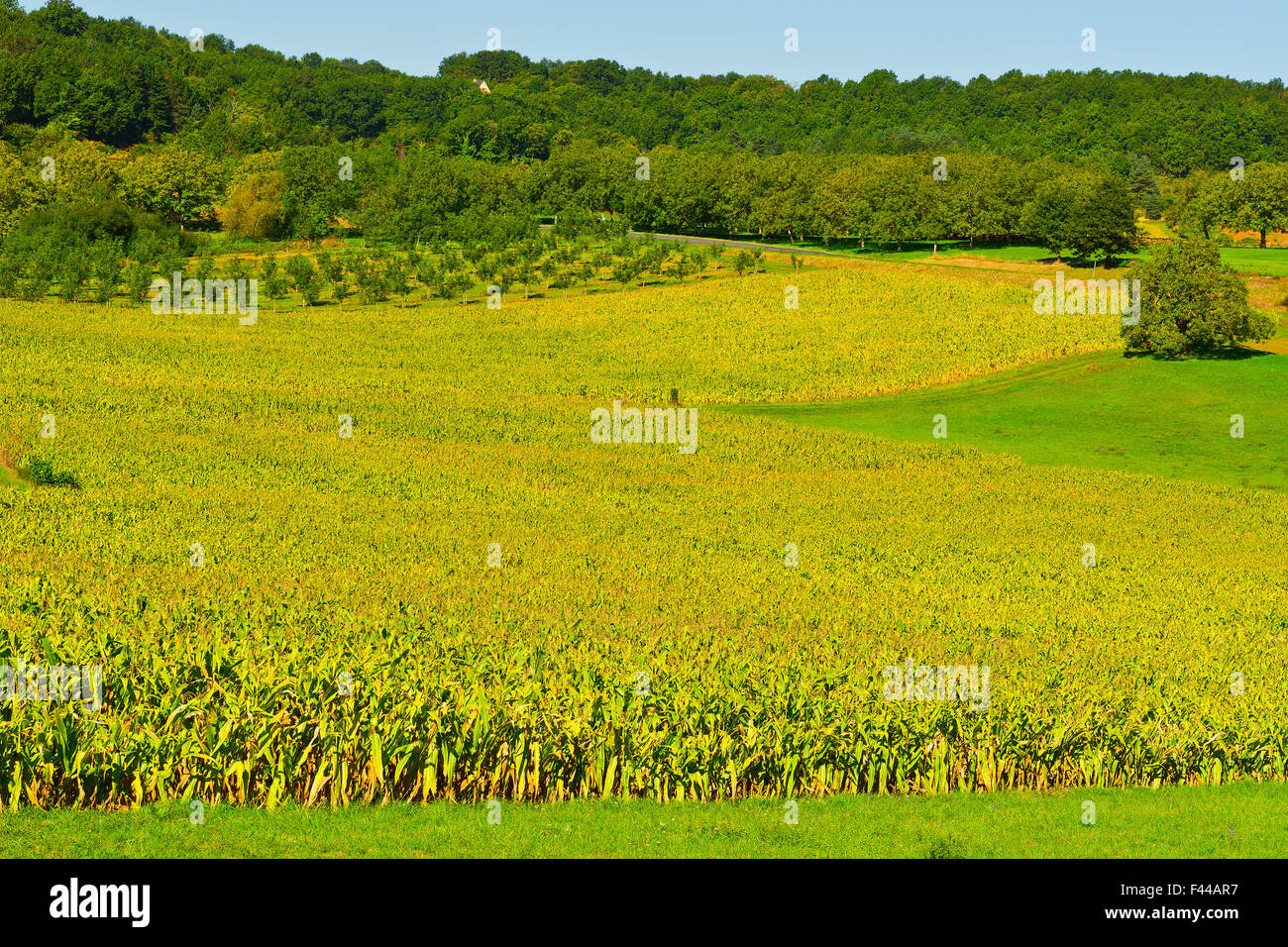 Plantation of Corn Stock Photo - Alamy