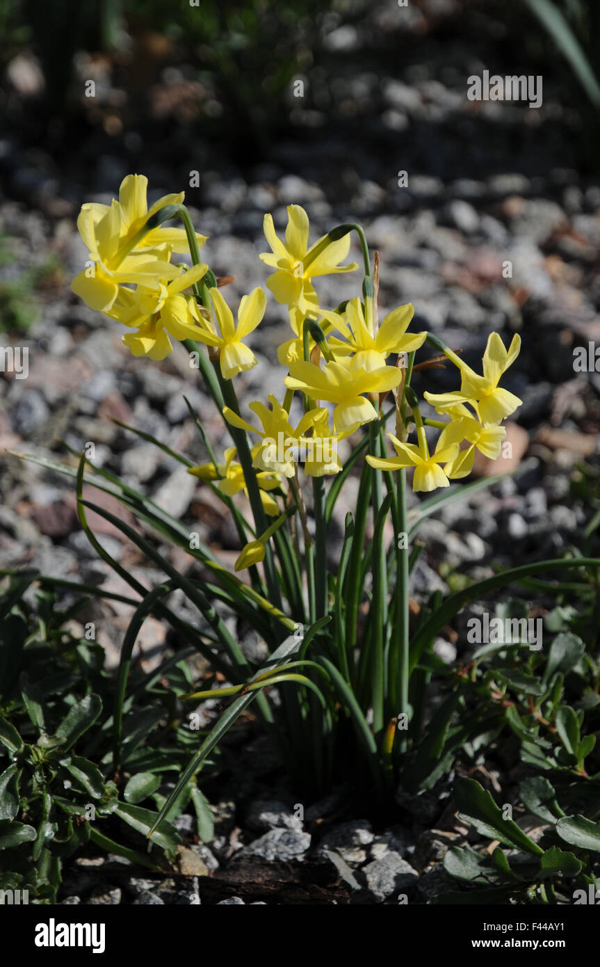 Jonquil Bulb High Resolution Stock Photography and Images - Alamy