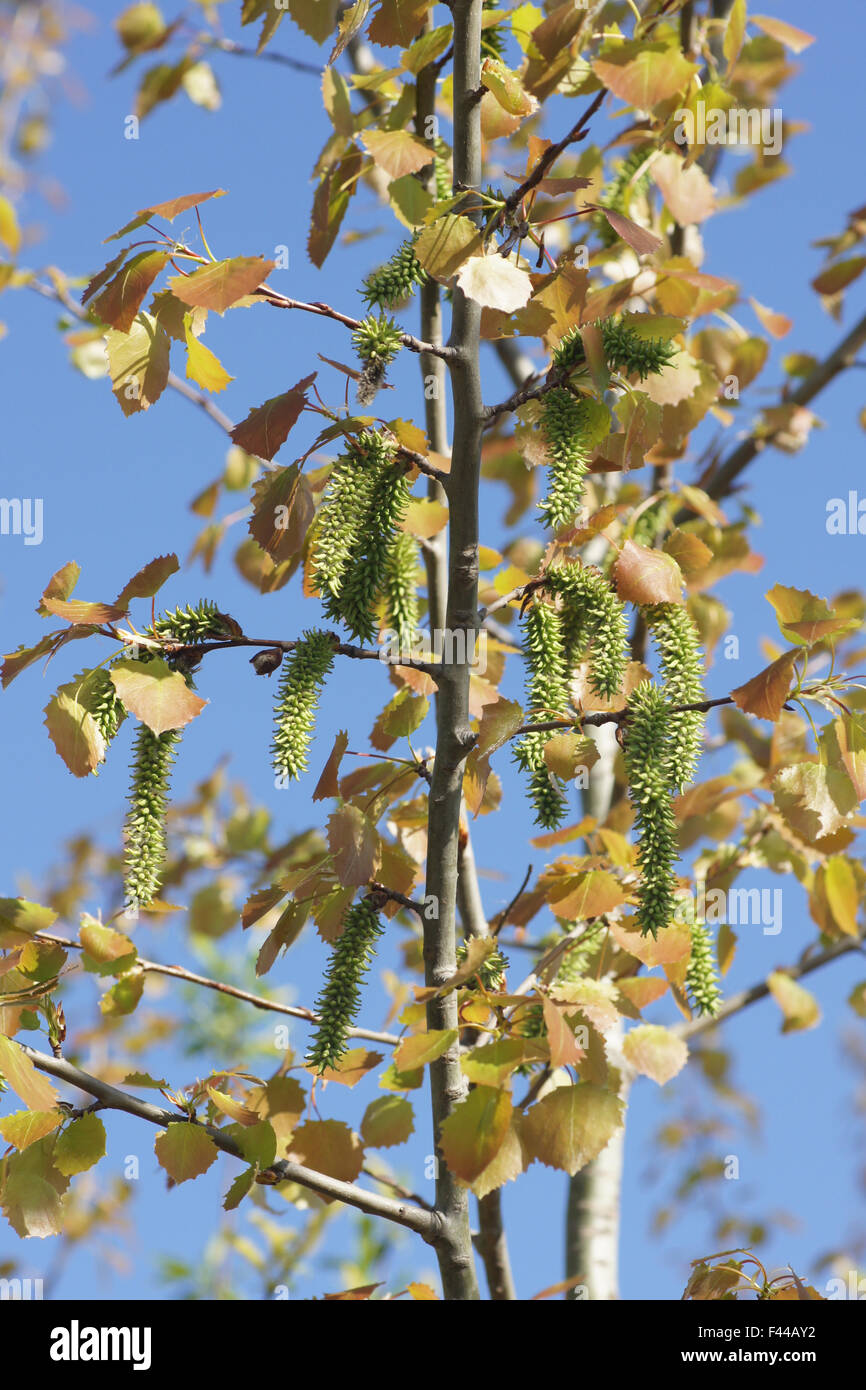 Aspen baum blatt hi-res stock photography and images - Alamy