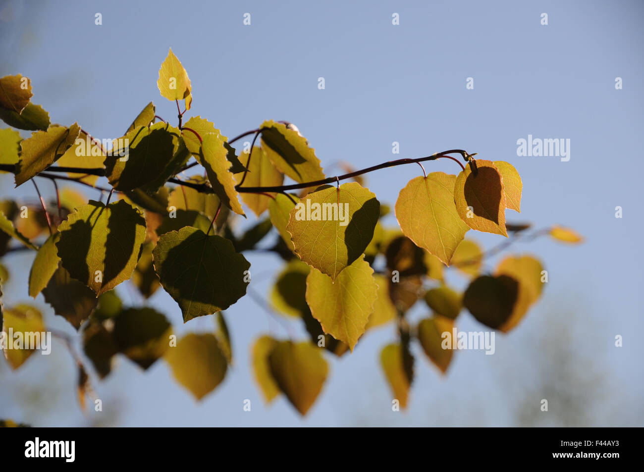 Aspen baum blatt hi-res stock photography and images - Alamy
