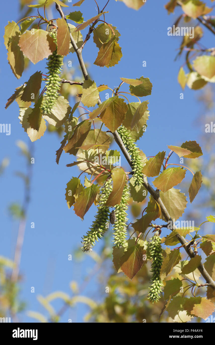 Aspen baum blatt hi-res stock photography and images - Alamy