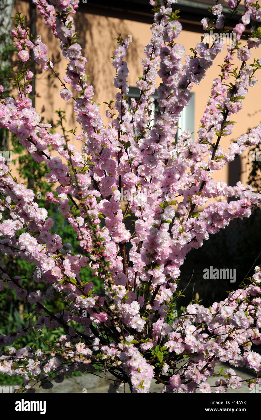 Almond trees prunus triloba hi-res stock photography and images - Alamy