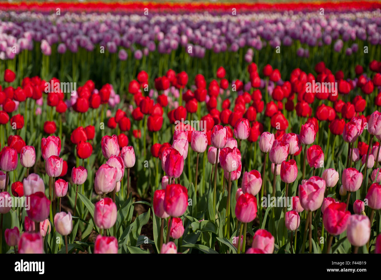 colorful tulips field Stock Photo - Alamy