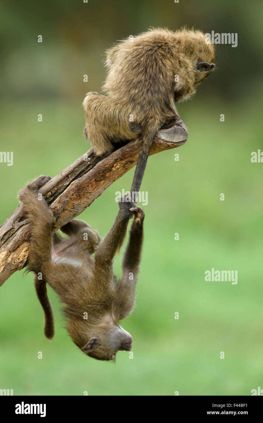 Monkey hanging from tail hi-res stock photography and images - Alamy