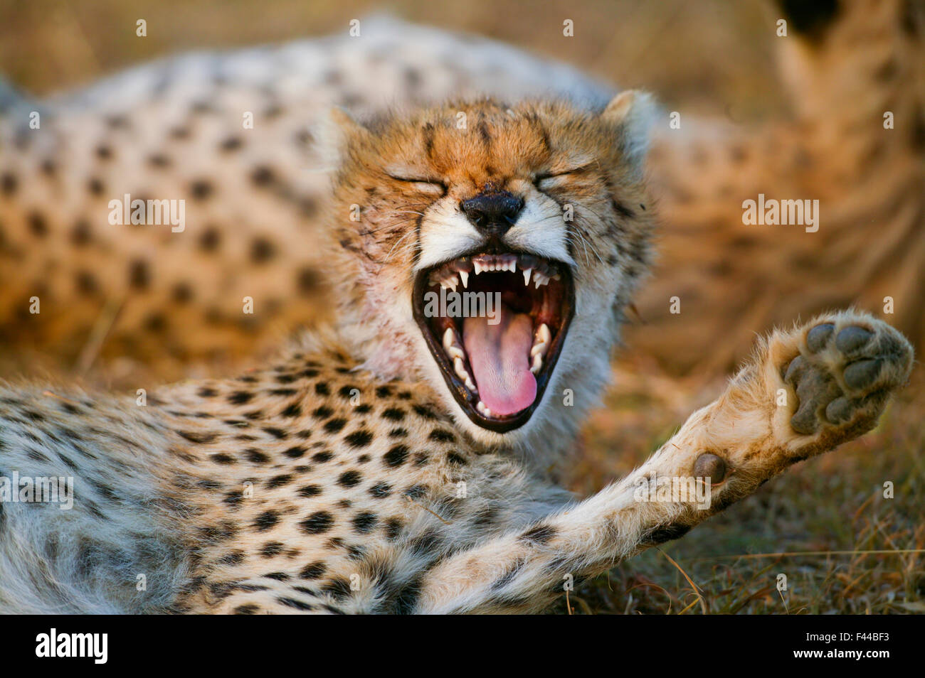 Cheetah paw foot hi-res stock photography and images - Alamy