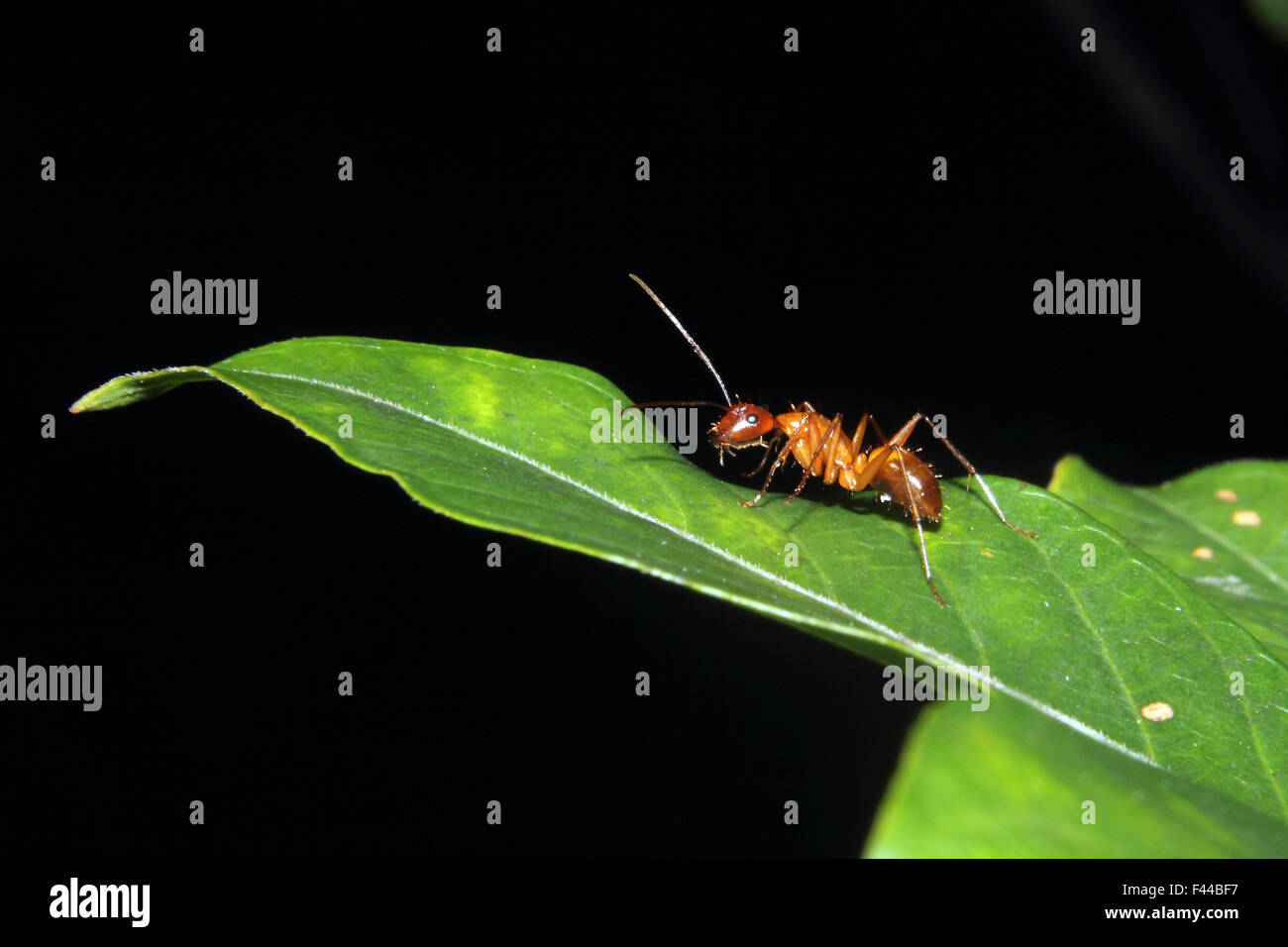 A red carpenter ant searching for a meal on a leaf Stock Photo - Alamy