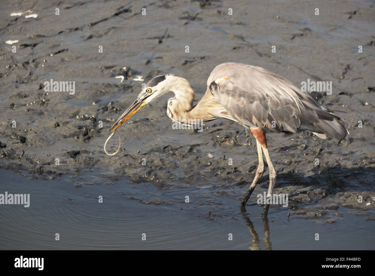 A Great blue heron feeding upon an eel in a coastal wetland Stock Photo ...