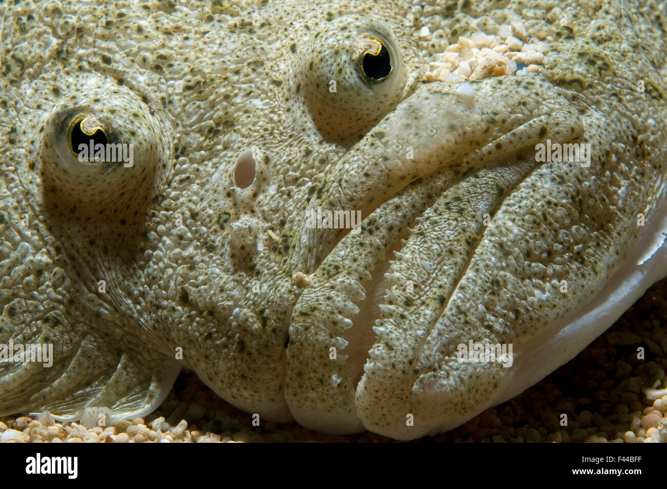 Turbot (Scophthalmus maximus) detail of the eyes and mouth, United ...