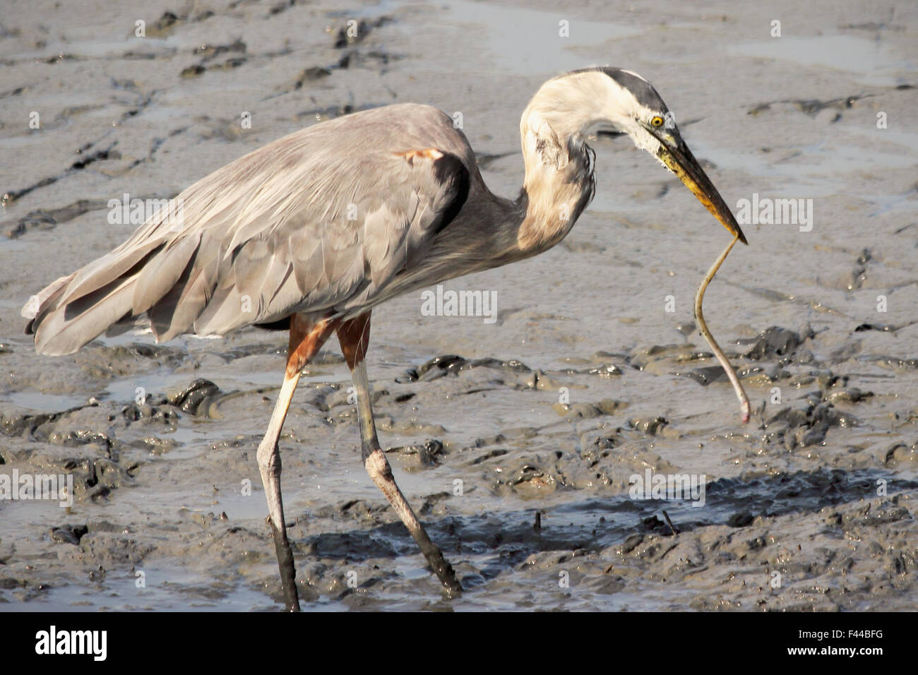 A Great blue heron feeding upon an eel in a coastal wetland Stock Photo ...