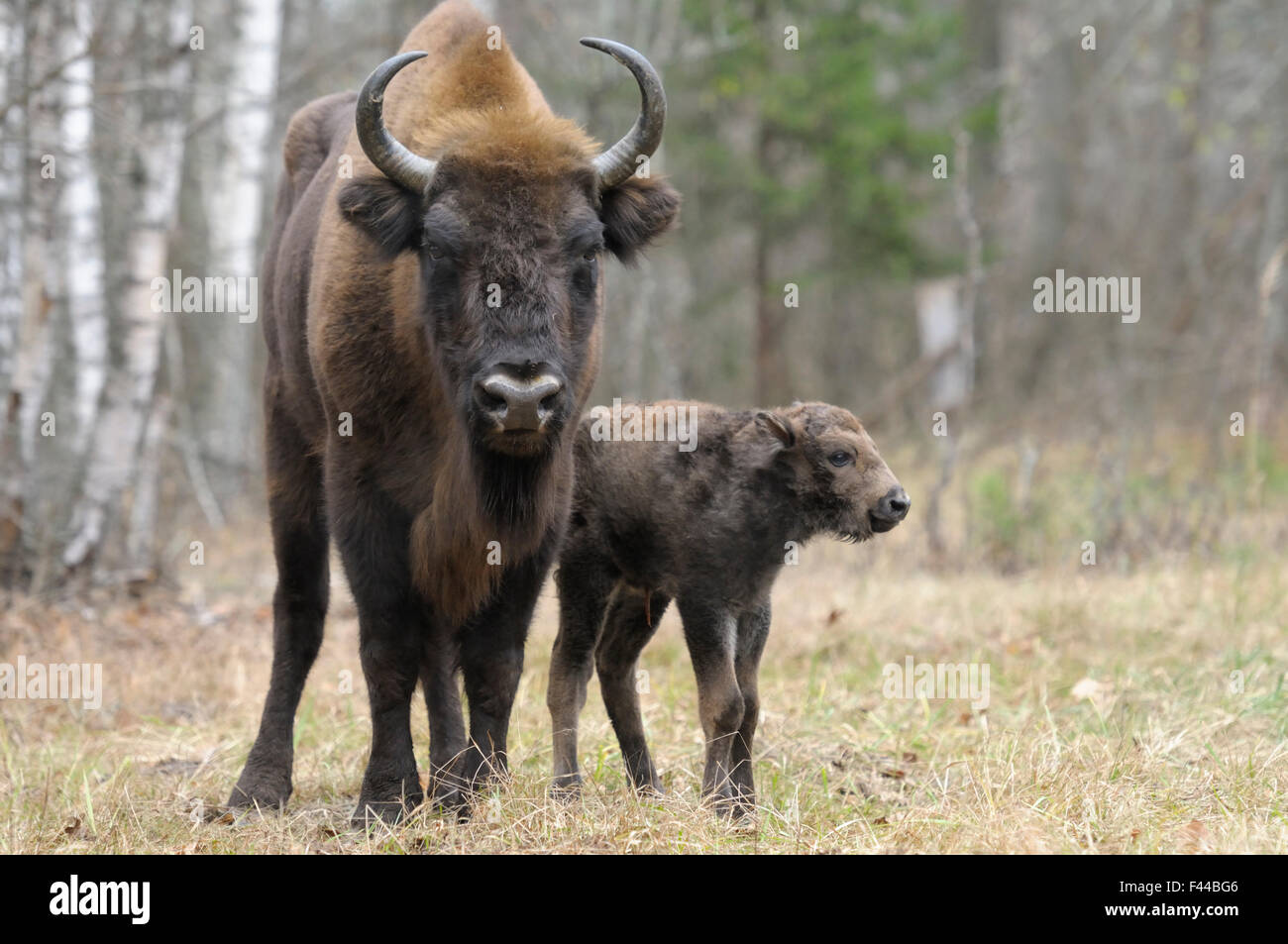 Russian bison reserve hi-res stock photography and images - Alamy