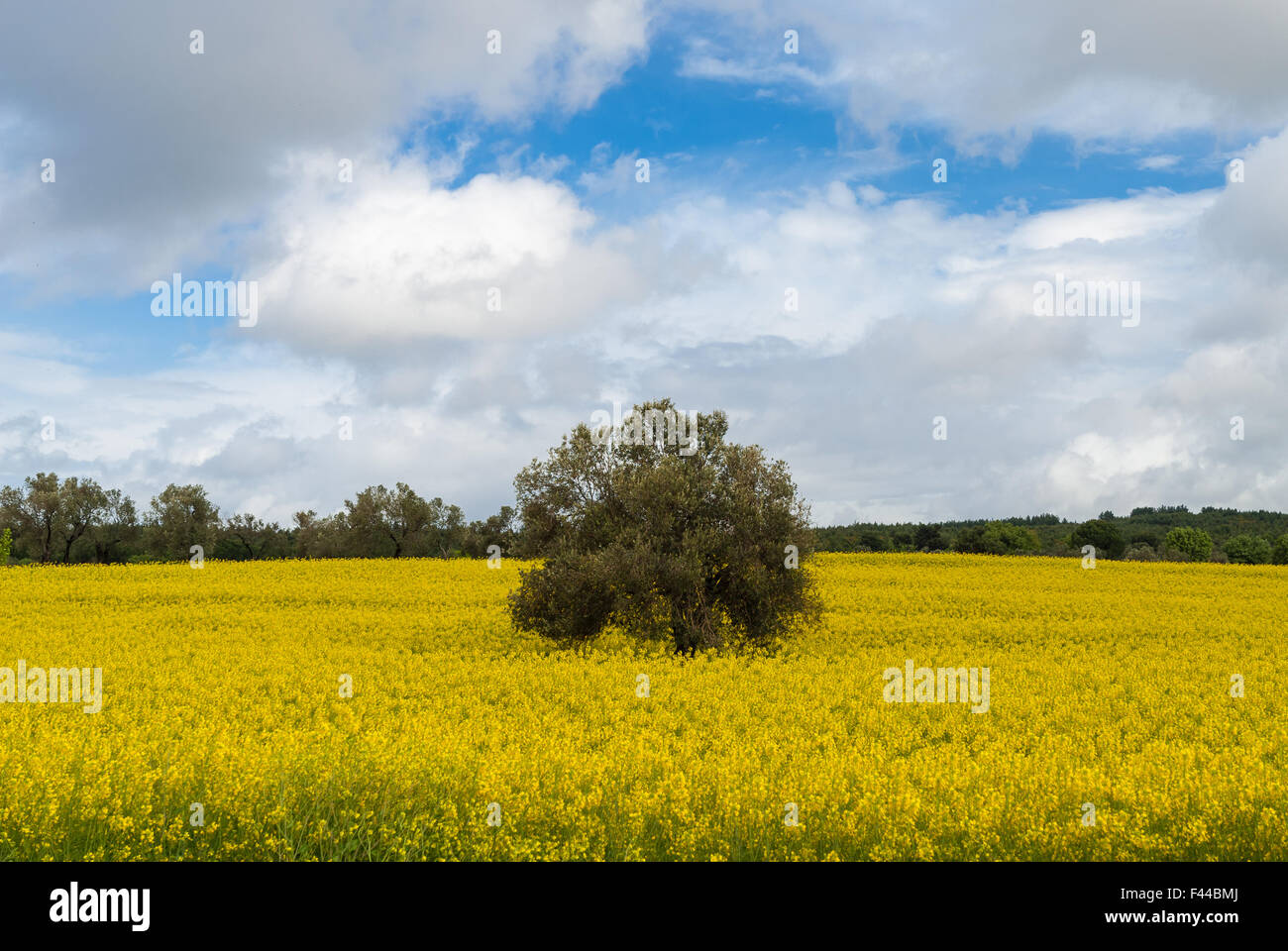Lone tree in a field with yellow flowers on the Gallipoli peninsula ...