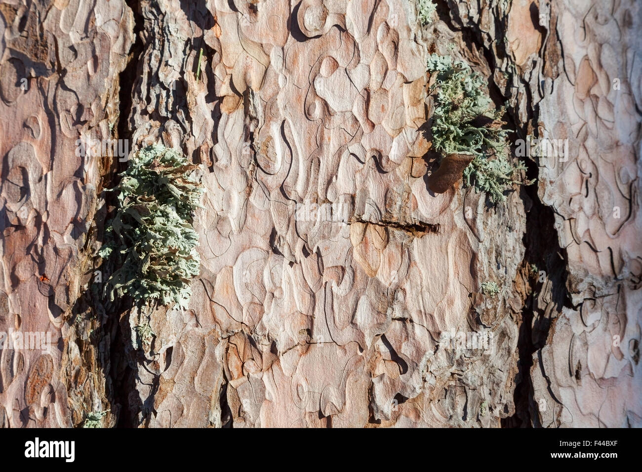 Pine tree bark texture Stock Photo - Alamy