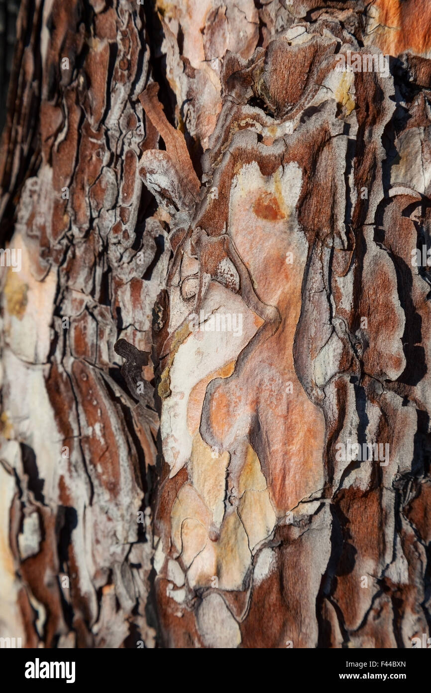 Pine tree bark texture pattern hi-res stock photography and images - Alamy