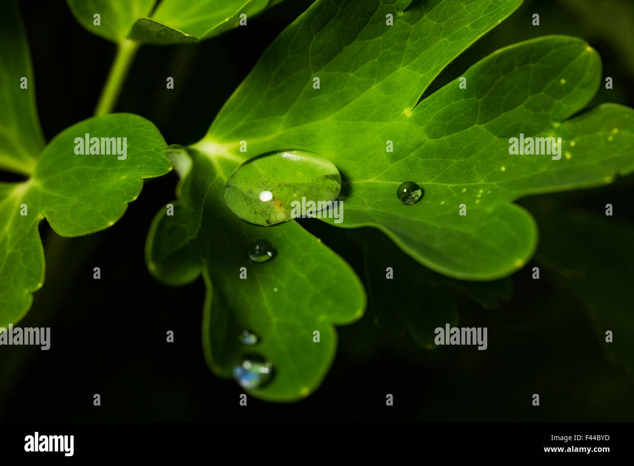 drop of water on a leaf Stock Photo - Alamy