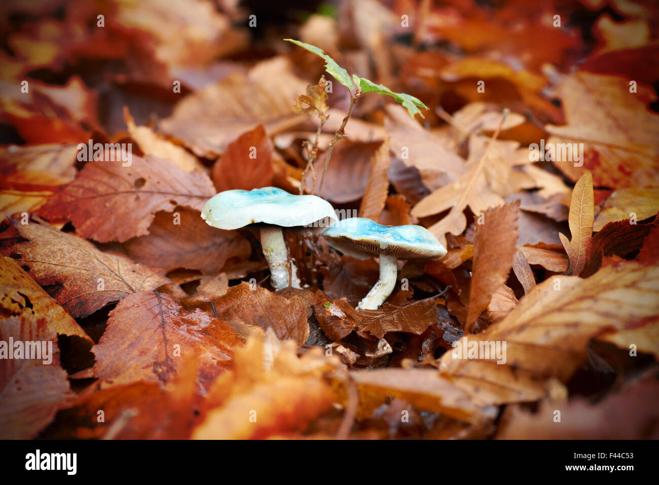 Blue toadstool hi-res stock photography and images - Alamy